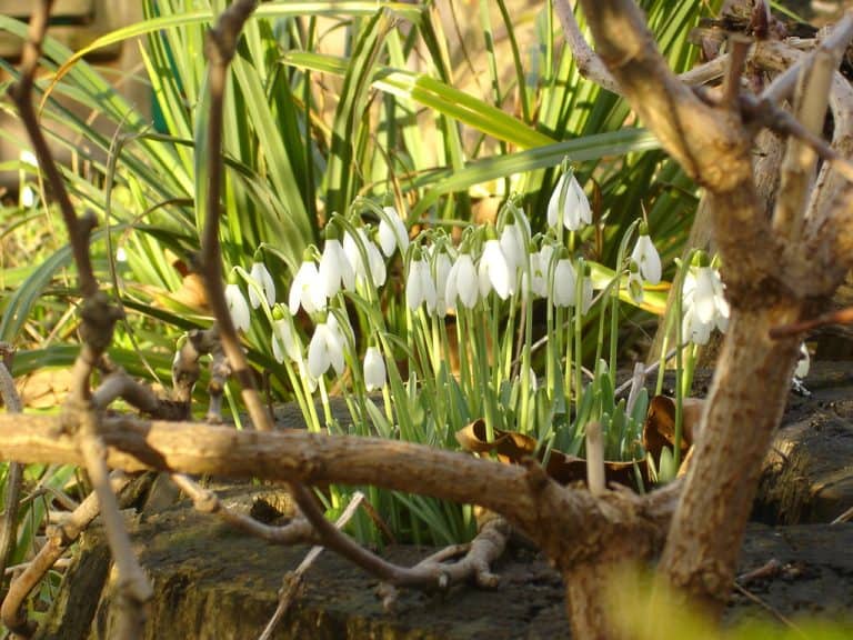 Factsheet: the Festival of Imbolc - Religion Media Centre